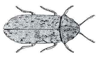 Deathwatch Beetle - Surrey, East Sussex, West Sussex, Hampshire, Kent