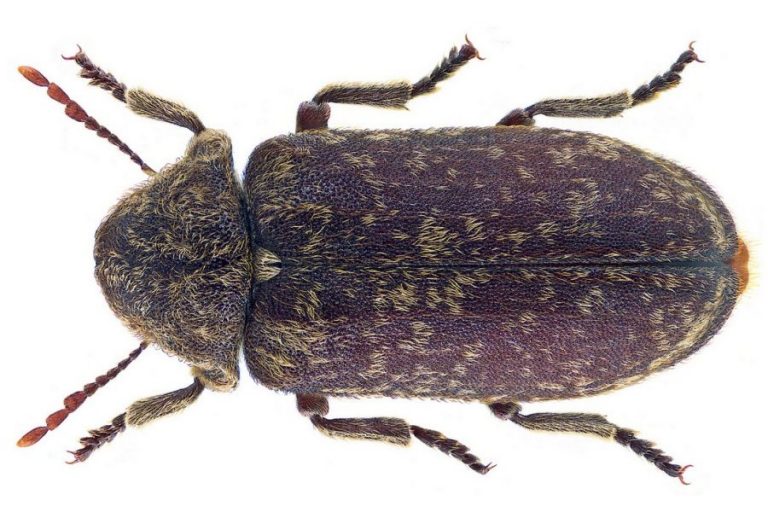 Deathwatch Beetle - Surrey, East Sussex, West Sussex, Hampshire, Kent